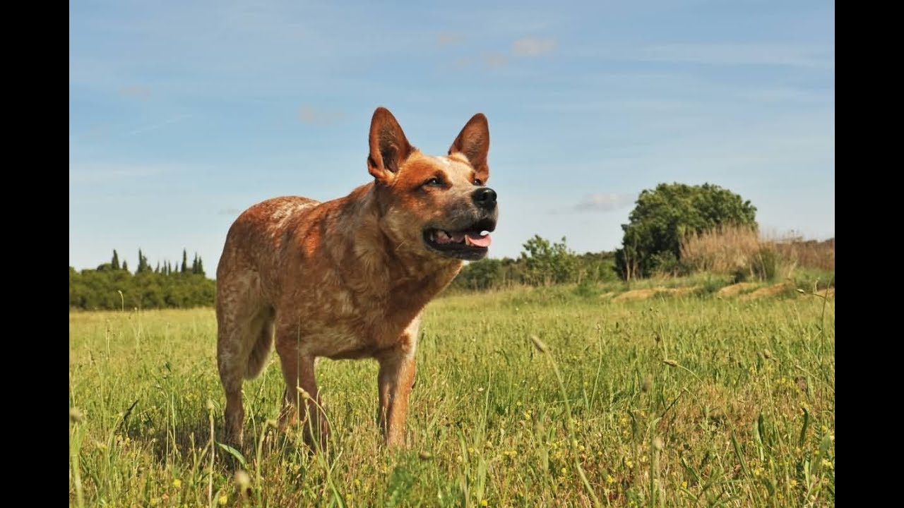 Australian Cattle Dog - beautiful , intelligent and active - YouTube