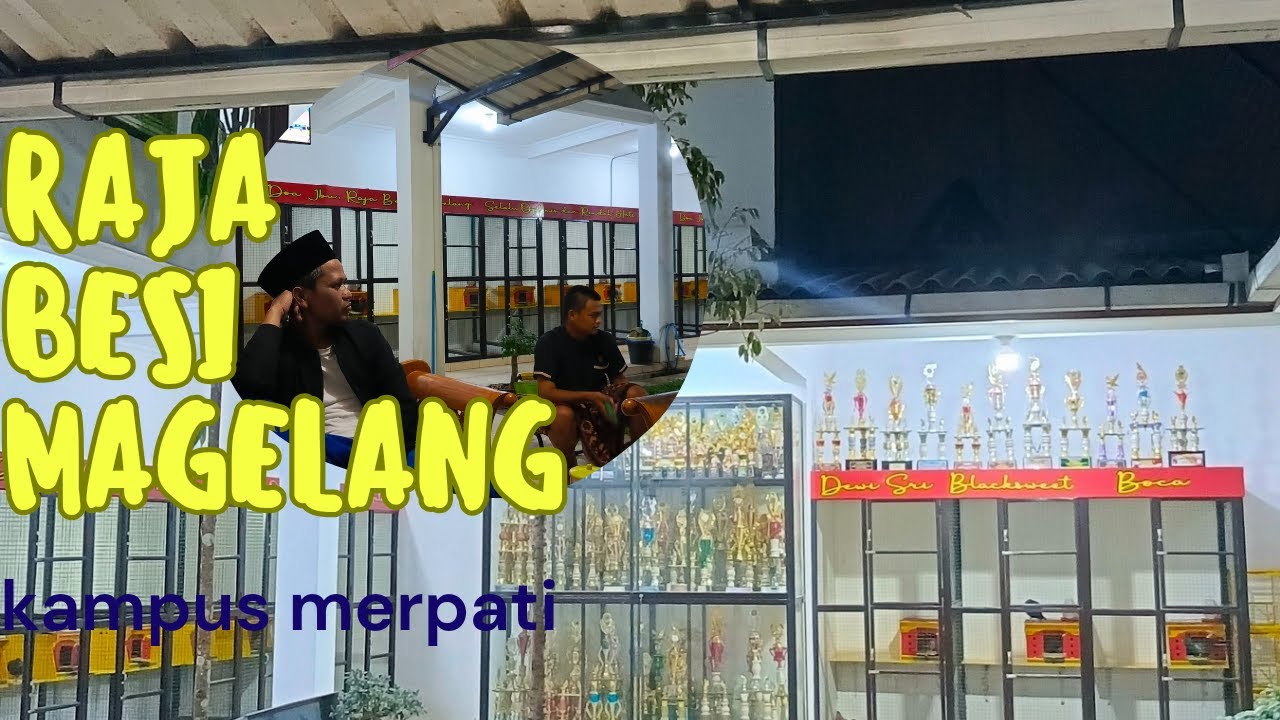 🔴KANDANG RAJA BESI MAGELANG//DEWI SRI//BLACKSWET//BOCA KANDANG BURUNG2 ...