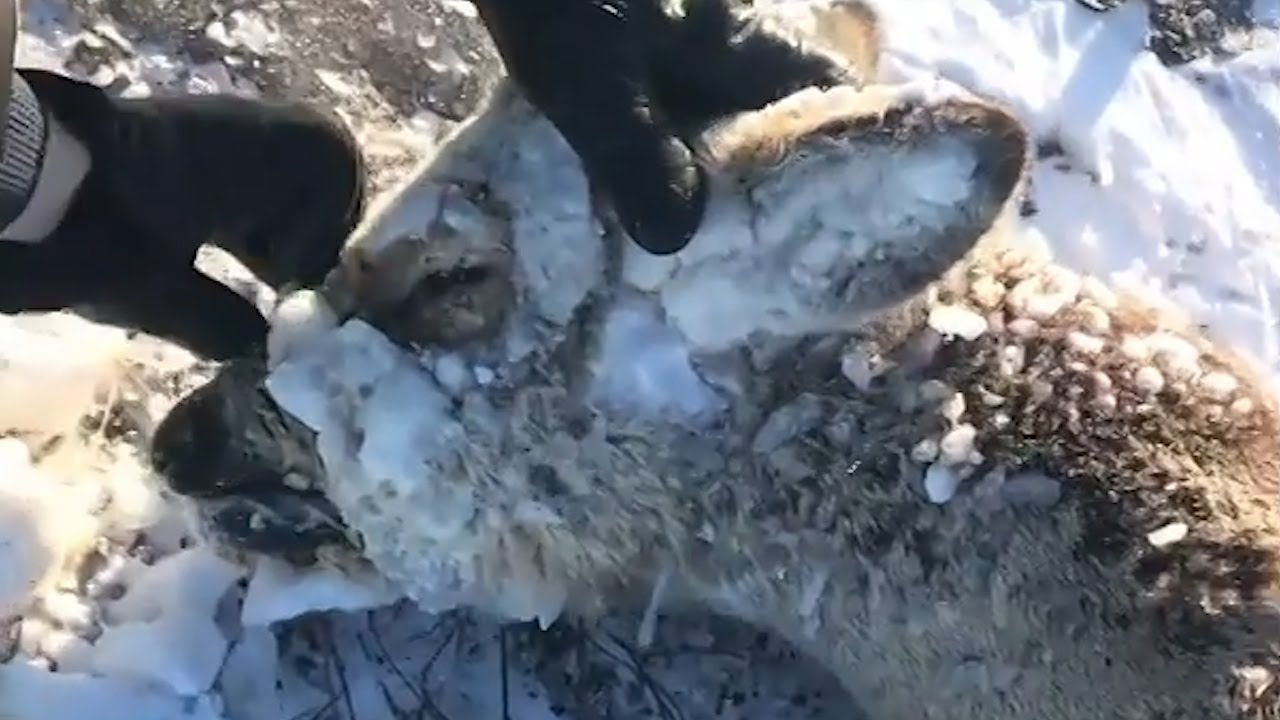 Frozen deer saved by locals in Kazakhstan - YouTube