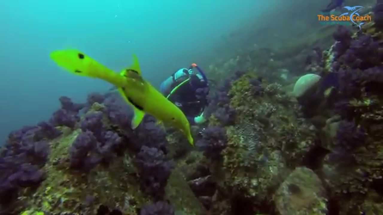 Shark Explorer Weekend | North Stradbroke Island - YouTube