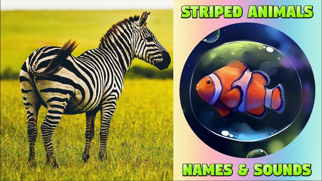Striped Animals and Sounds for Kids - Learning about Printed Animals # ...