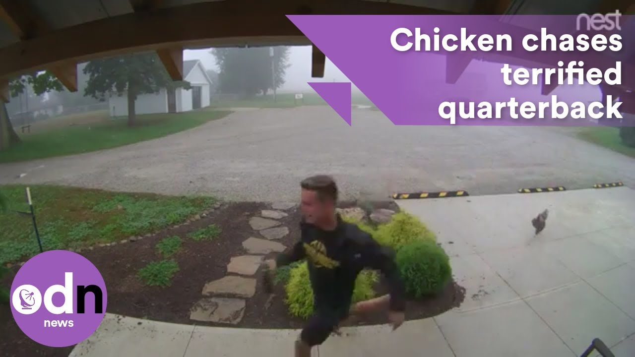 Hilarious! Chicken chases terrified quarterback at speed in Indiana ...