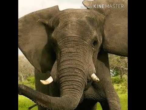Forest Elephant Trumpet 🐘 🔊 - YouTube