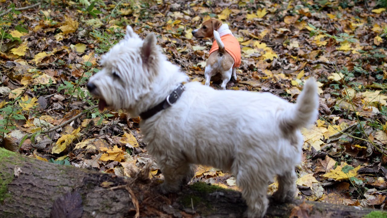 West Highland White Terrier (Westie) Bobby. On the hunt - YouTube