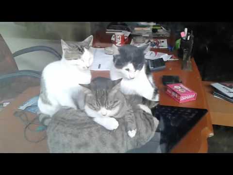 açık kalan laptop ile ısınan kediler