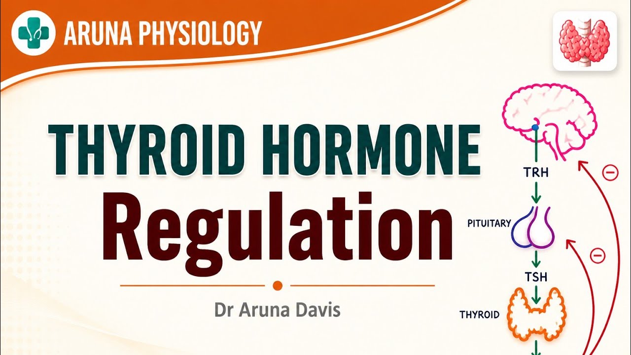 Regulation of Thyroid Hormone Secretion |Physiology | First year MBBS ...