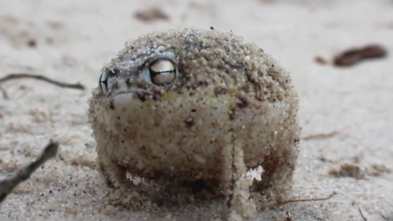 Very Angry Janusz Frog (Krakers #49) - YouTube