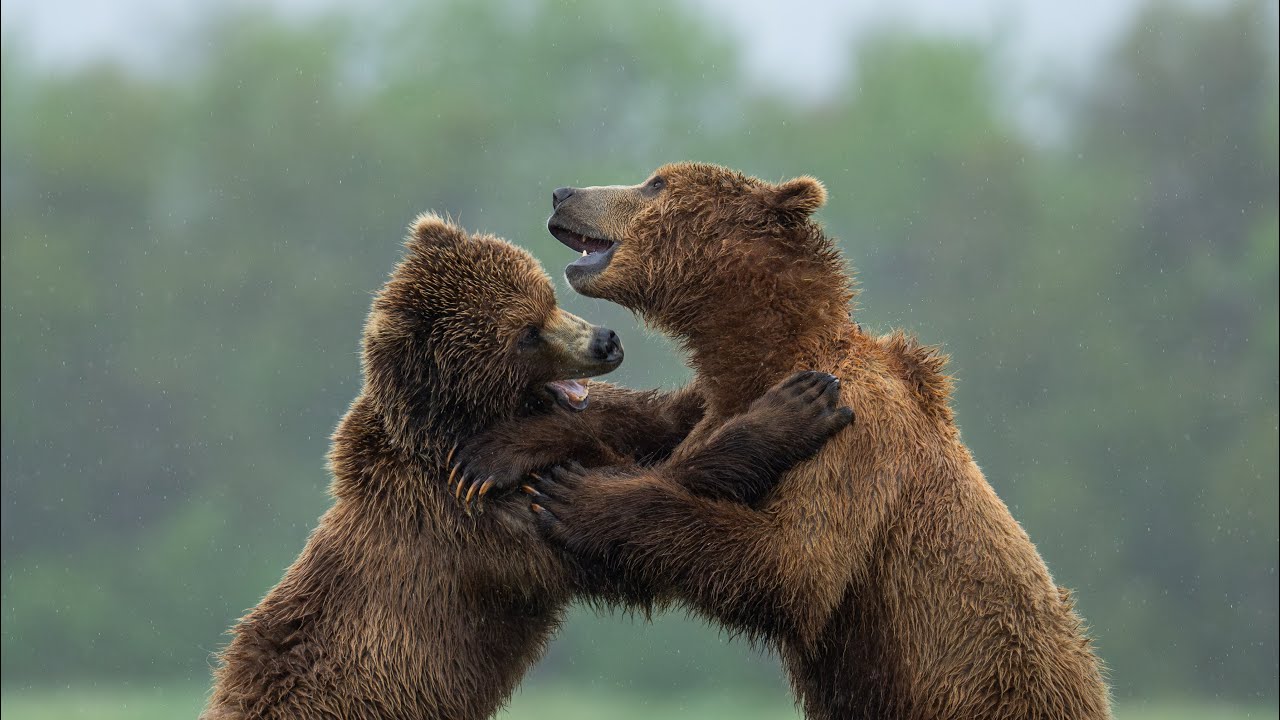 Brown bear fight - YouTube