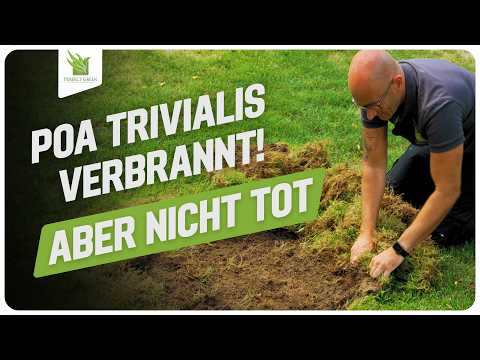 🌱 Poa trivialis bekämpfen: Warum Hitze und Trockenheit nicht reicht  🌱