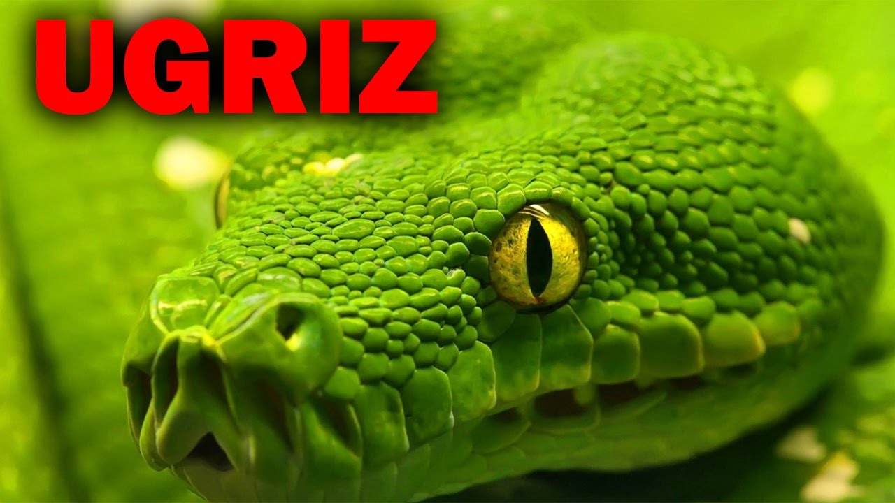 Najotrovnije Zmije Na Svetu -Koja Zmija Ima Najjači OTROV? - YouTube