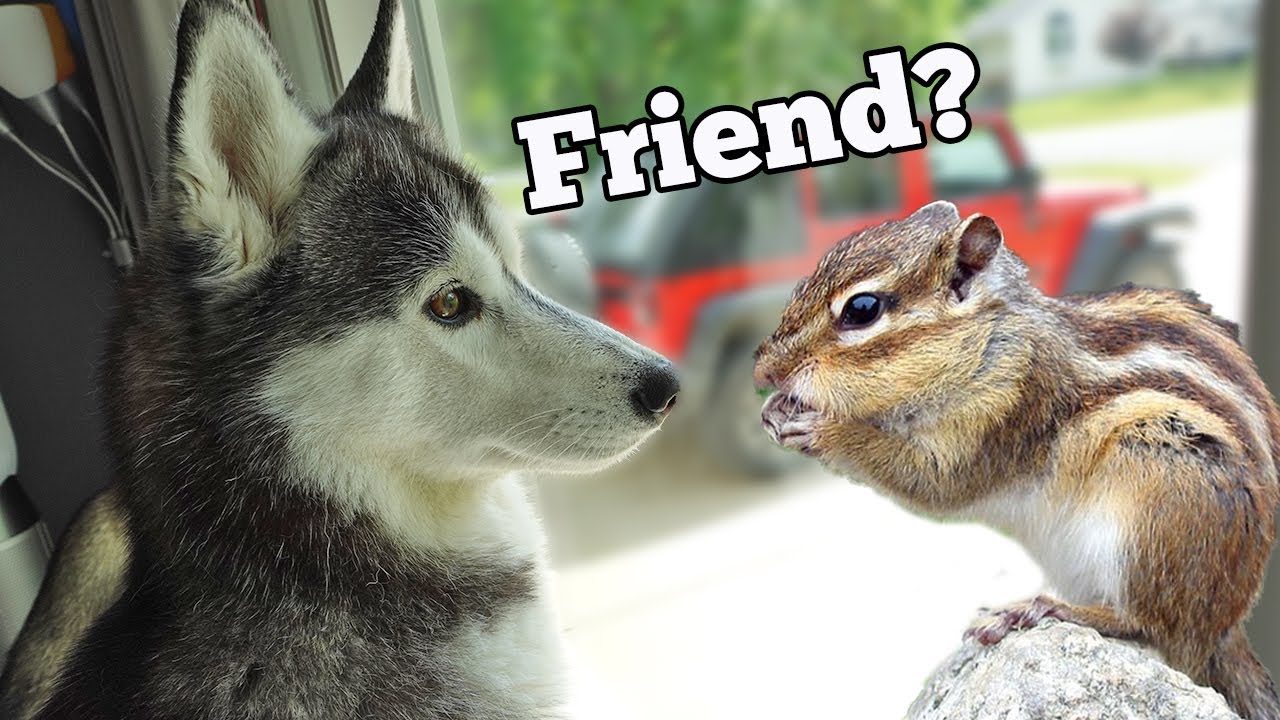 Chipmunk Friend Visits My Husky! (almost daily now!) - YouTube