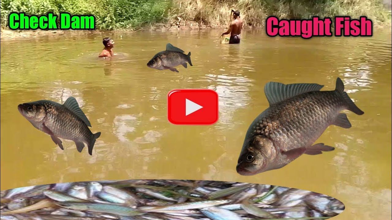 Check Dam I caught fish#check Dam में मछली पकड़ने गया# Fishing - YouTube