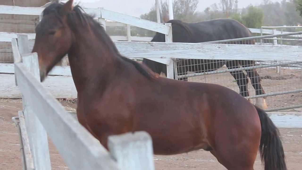 Winston - Friesian/Percheron-Paint cross yearling colt offered for sale ...