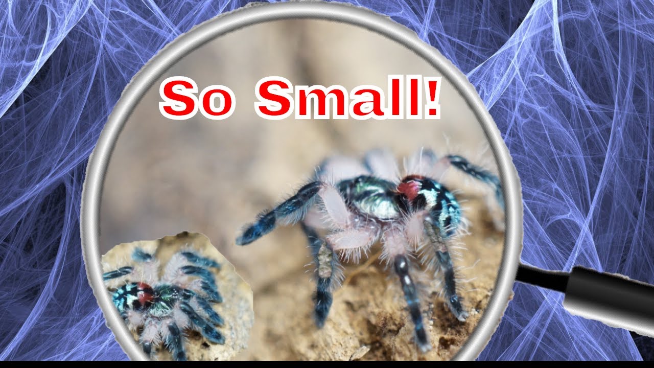 My T.seladonia - I need another! - YouTube