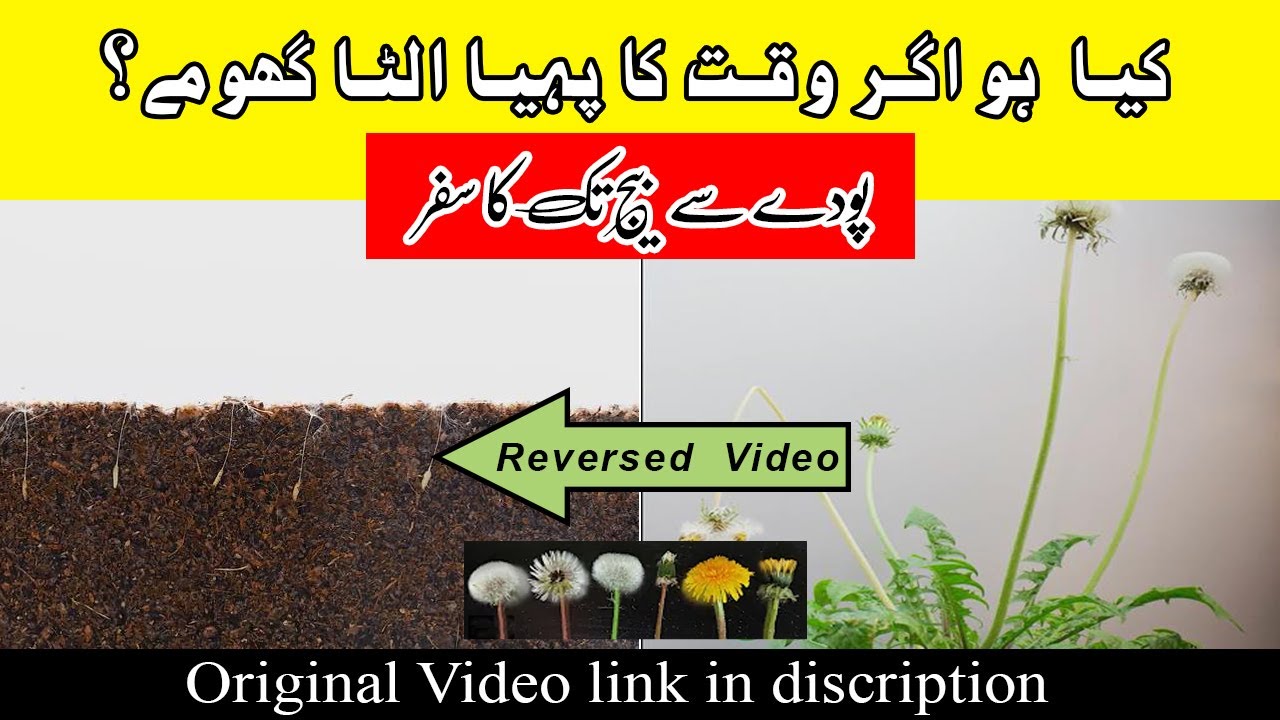 🌱 Dandelion Growing from Seed to Seed Head (Reversed Time-Lapse) - YouTube