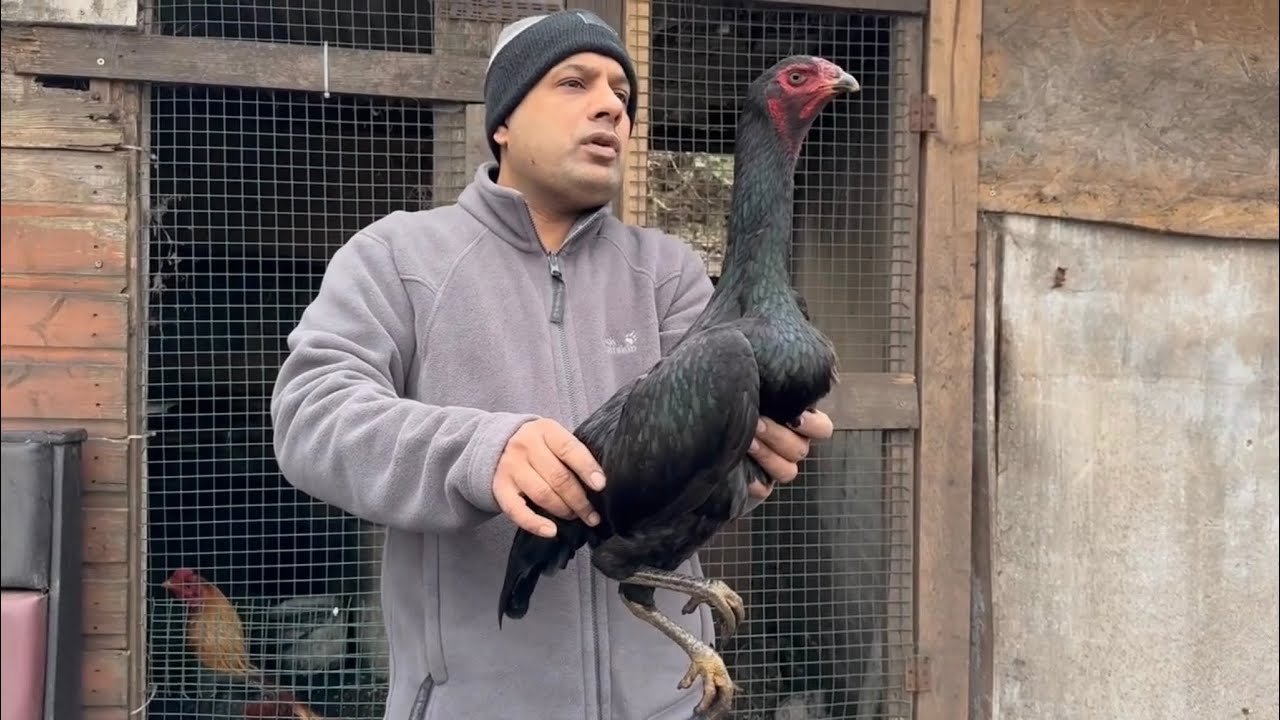 Japan Shamo cross Taiwan Shamo Hen from Sajid - YouTube