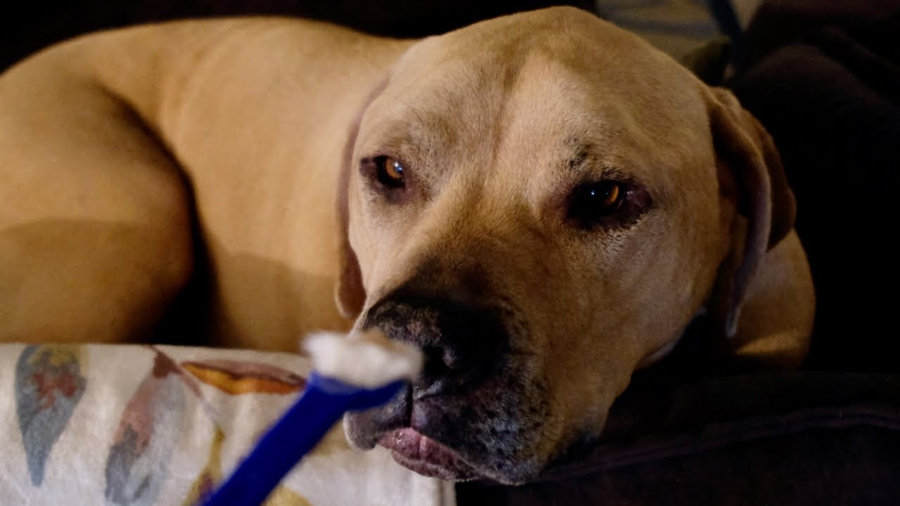 Toofer Tuesday #31 - YouTube