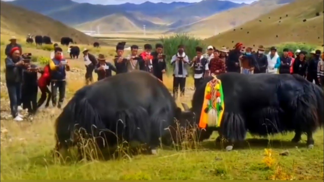 Two Tibetan Long Haired Yak Fighting 2021 | Tibetan Yak Fighting In ...