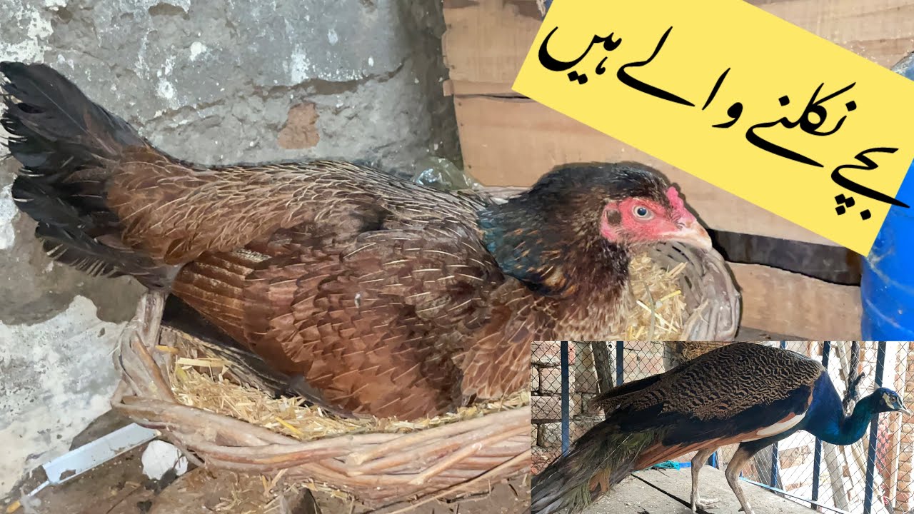 Aseel chicks Hatch soon inshaAllah || Aseel / Asil breed|| best Aseel ...