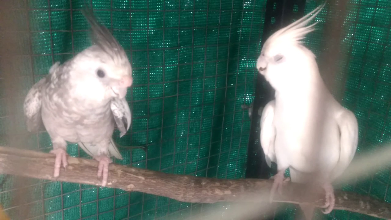 How to Breed Cockatiel | Breeding Condition | Breeding Sign - YouTube