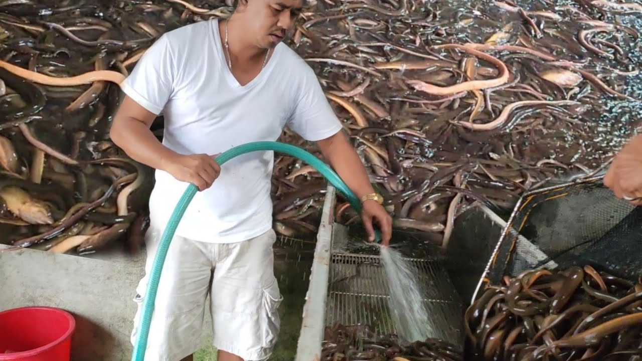 SIZING | Swamp eel | igat @manoyandytv204 - YouTube