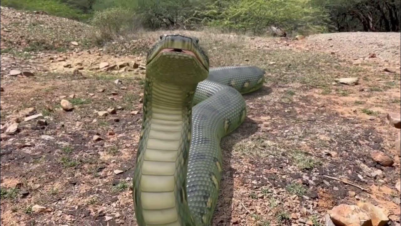 A young man was attacked by a giant python while using a chicken as a ...