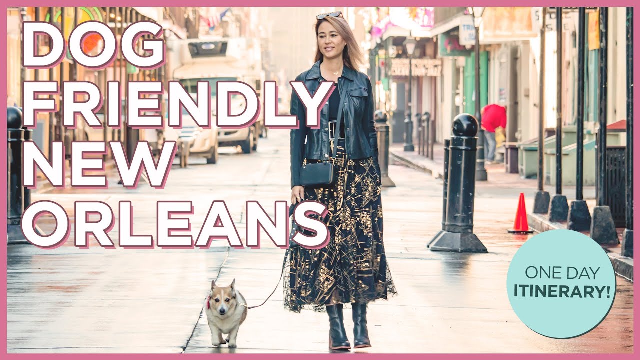 How To Spend One Day in New Orleans With Your Dog - YouTube