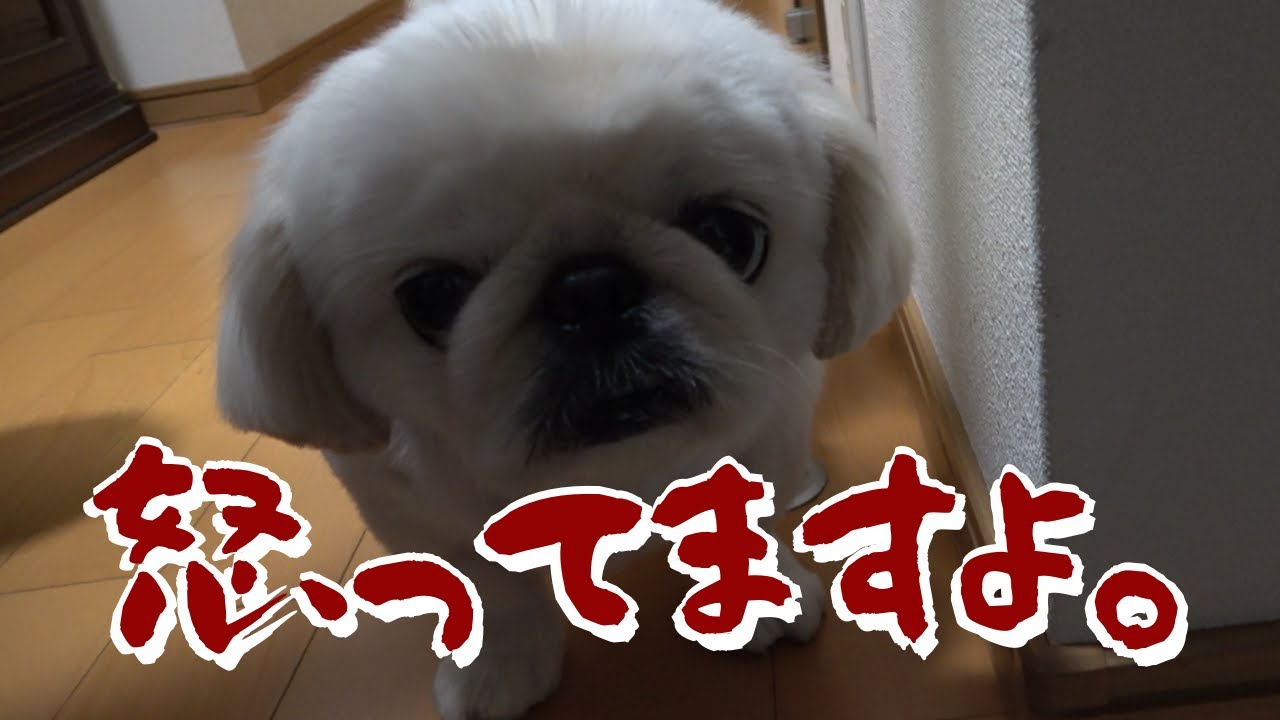 トリミング後、ペキニーズ怒る。Pekingese was angry when she came back from trimming ...