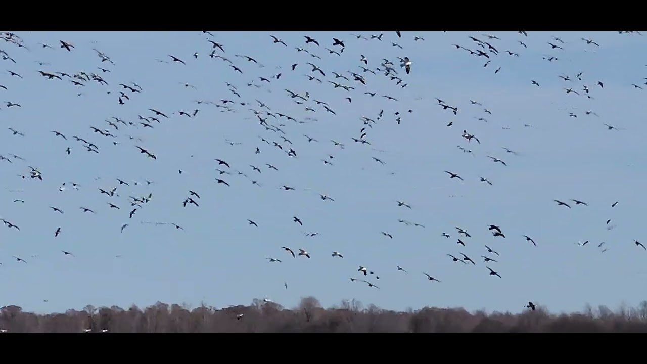 Snow Geese. Reelfoot Lake, TN - YouTube