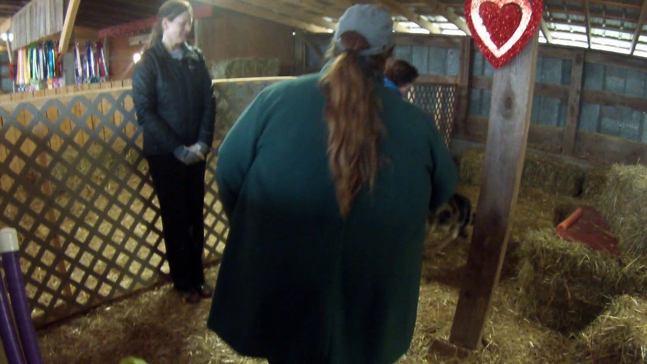 Rat Hunting - Tennessee Barn Hunt 02/18 - YouTube