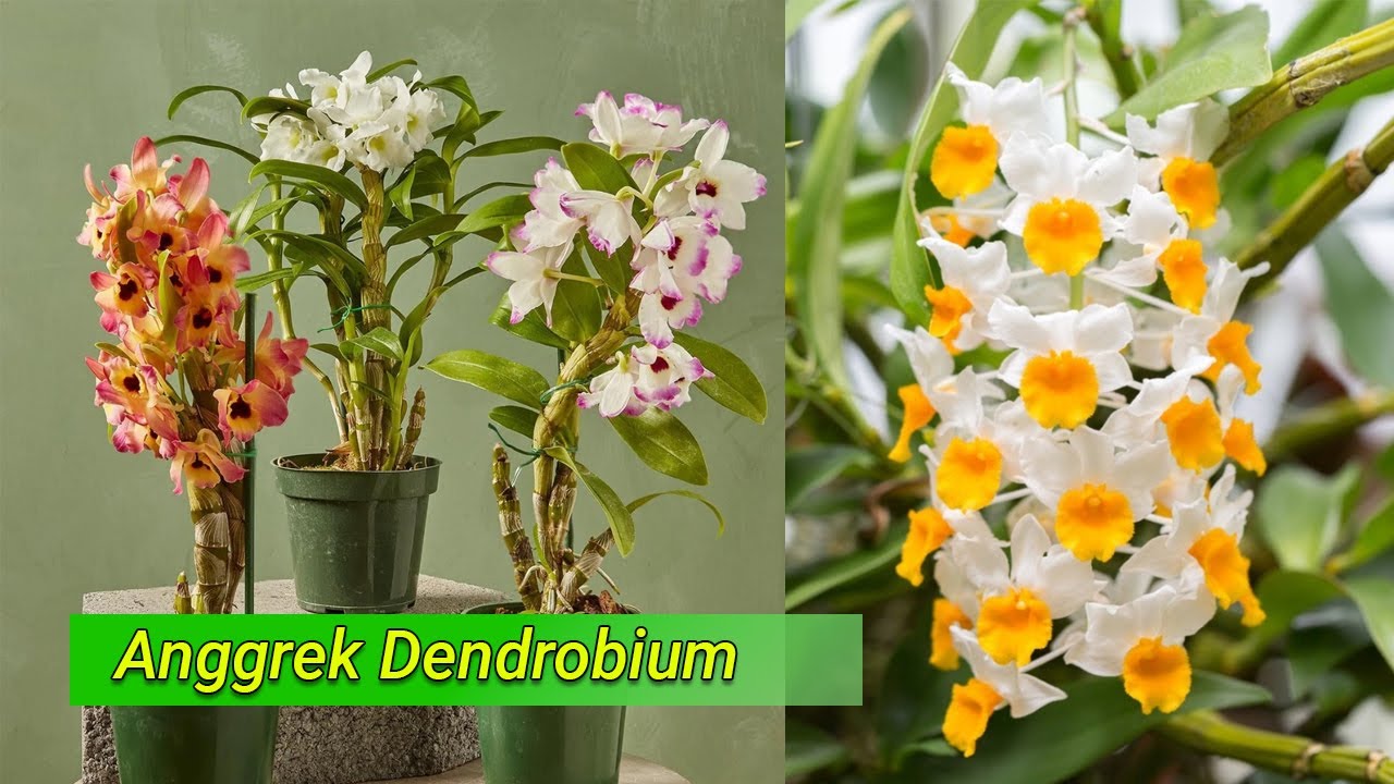 MENGENAL BUNGA ANGGREK DENDROBIUM, KEINDAHAN DAN CARA PERAWATANNYA ...