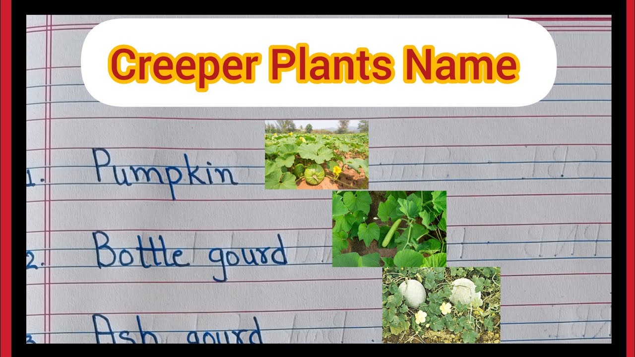 10 Creeper Plants Name in English|| Creeper Plants|| 10 Creepers Name ...