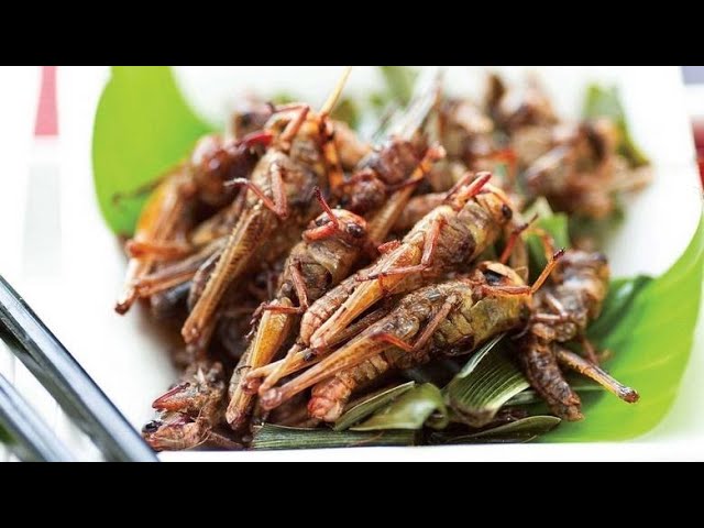 Fried Locust