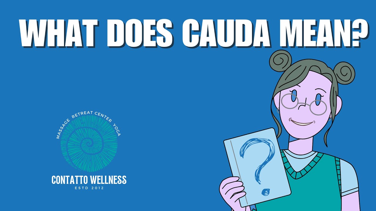 Cauda - Medical Meanings #anatomy #alwayslearning - YouTube