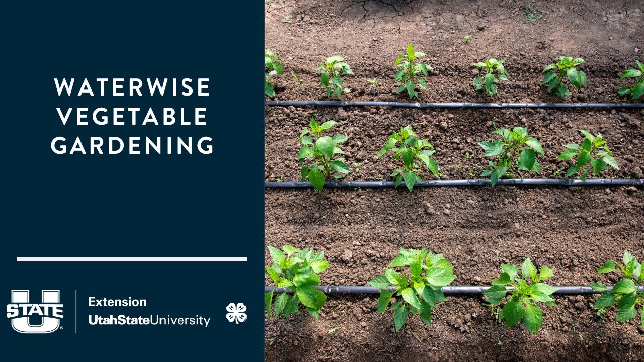 Waterwise Vegetable Gardening - YouTube