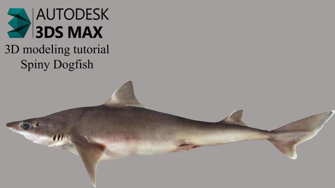 3ds max Spiny Dogfish tutorial modeling - YouTube