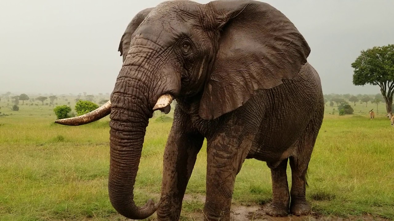 Bull elephant - compliments of Safari's Unlimited - YouTube