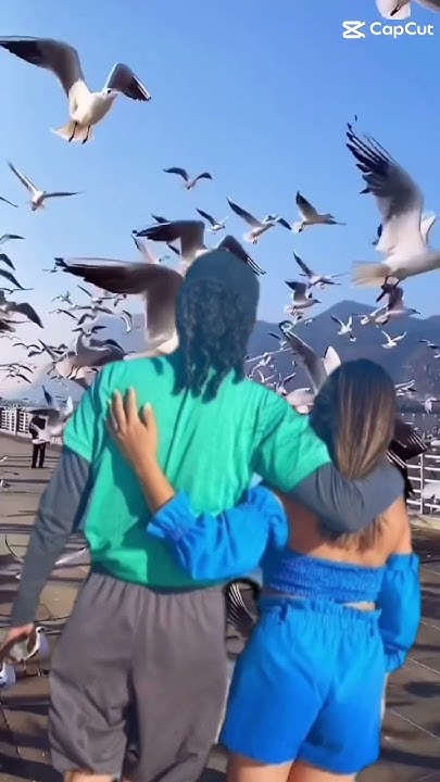 Voam Os Pássaros Sem Saber Onde Vão Chegar Youtube