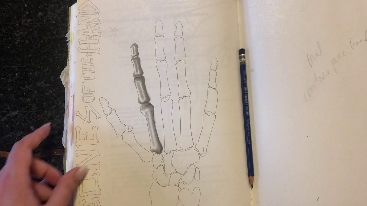 Bones of the Hand Shading - YouTube