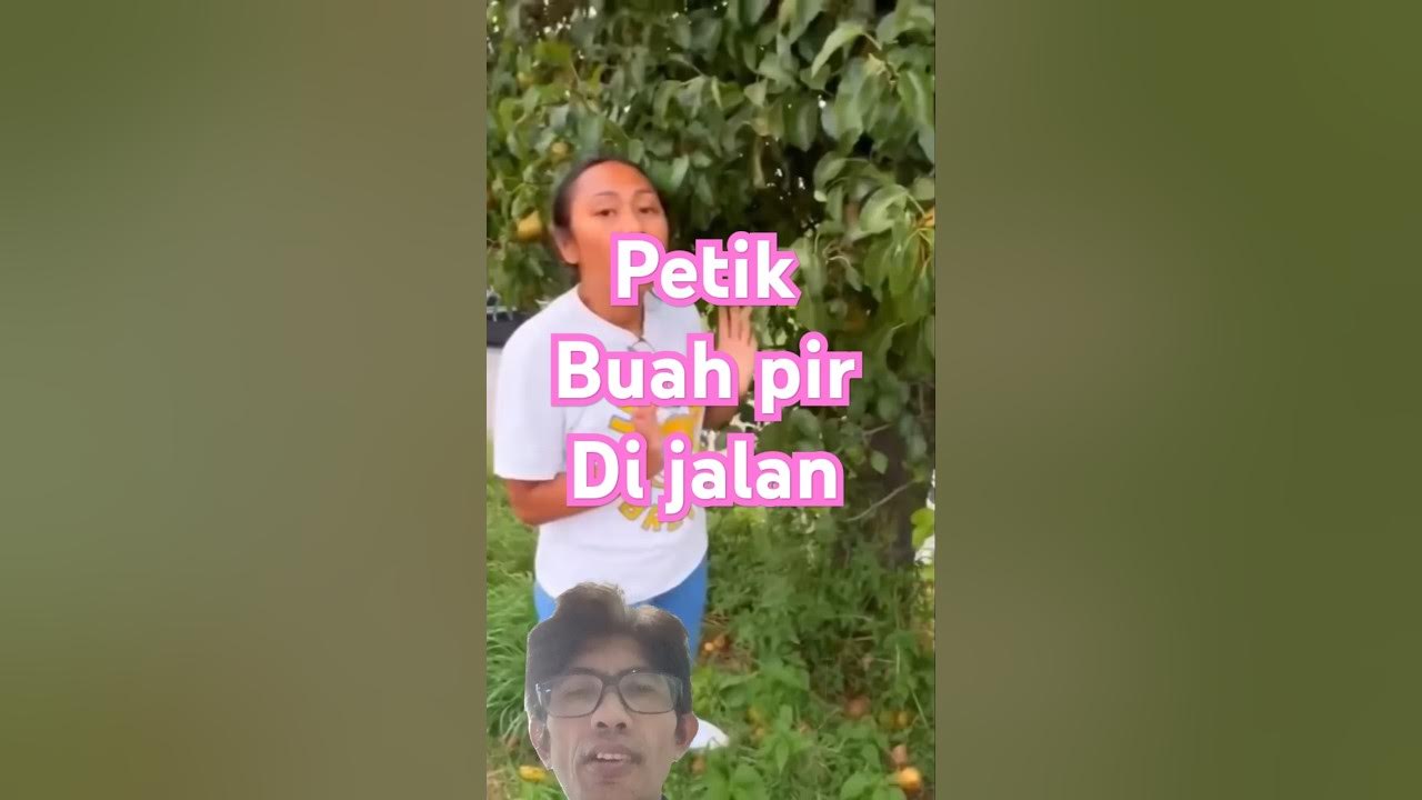 pohon buah pir di pinggir jalan#shortvideo #short #viralvideo #viralshorts #fruit - YouTube