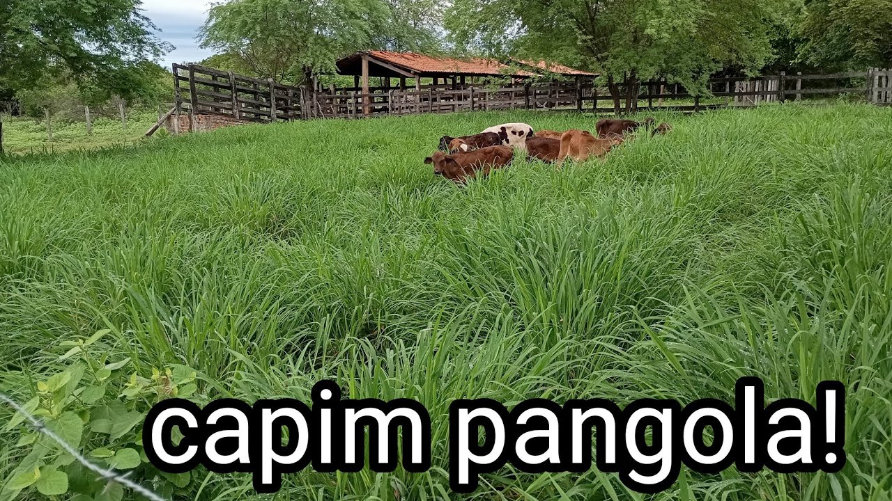 Qual o melhor capim para terrenos arenosos? conheça e aprenda como ...