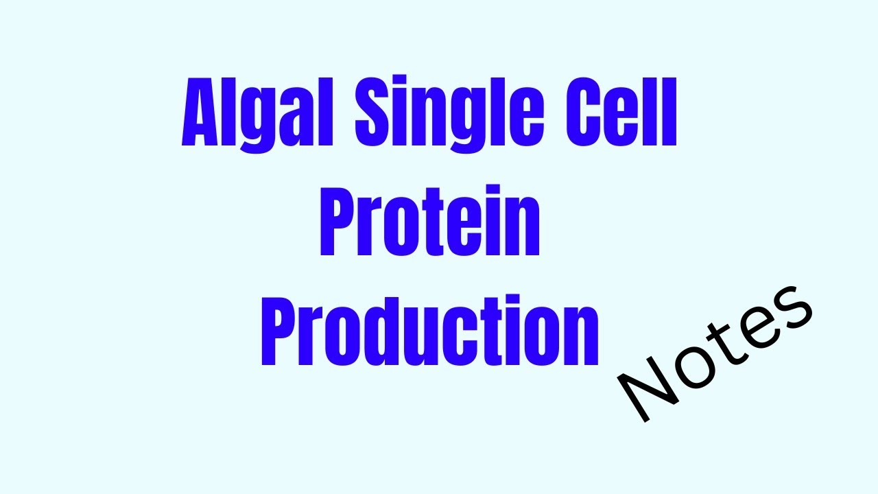 Algal single cell protein Production | Microbial Single Cell Protein ...