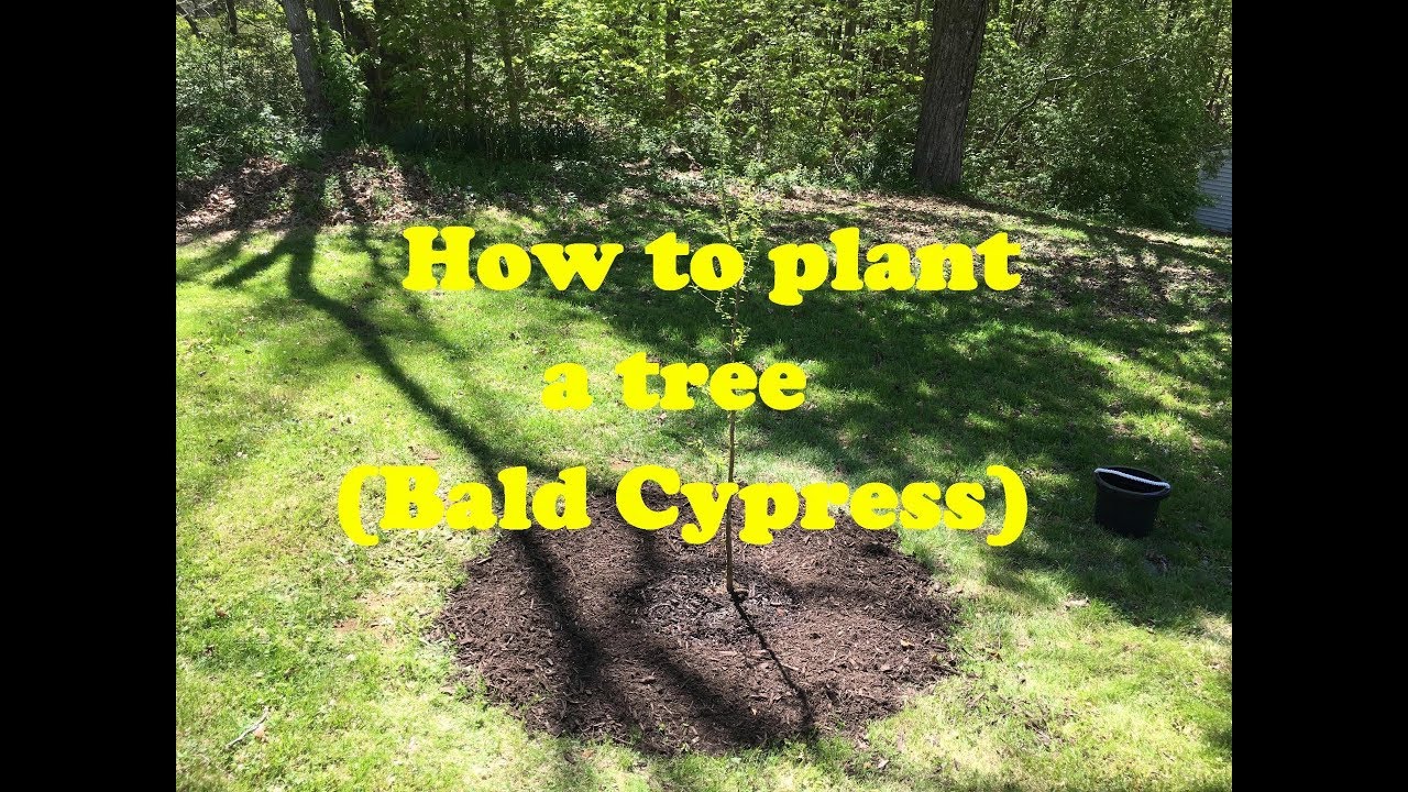 How to plant a tree (Bald Cypress) - YouTube