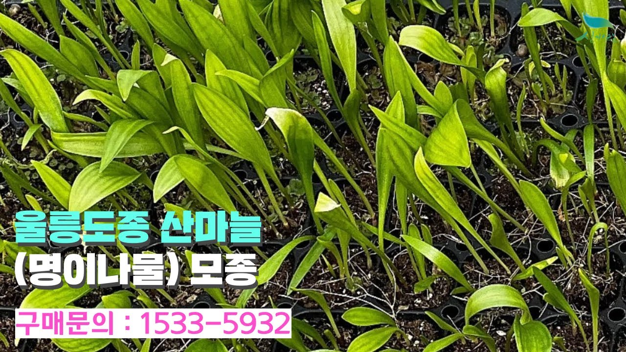 신바람 플랜트 협력농가 판매상품 나무장터com 울릉도종 산마늘명이나물 모종 Youtube