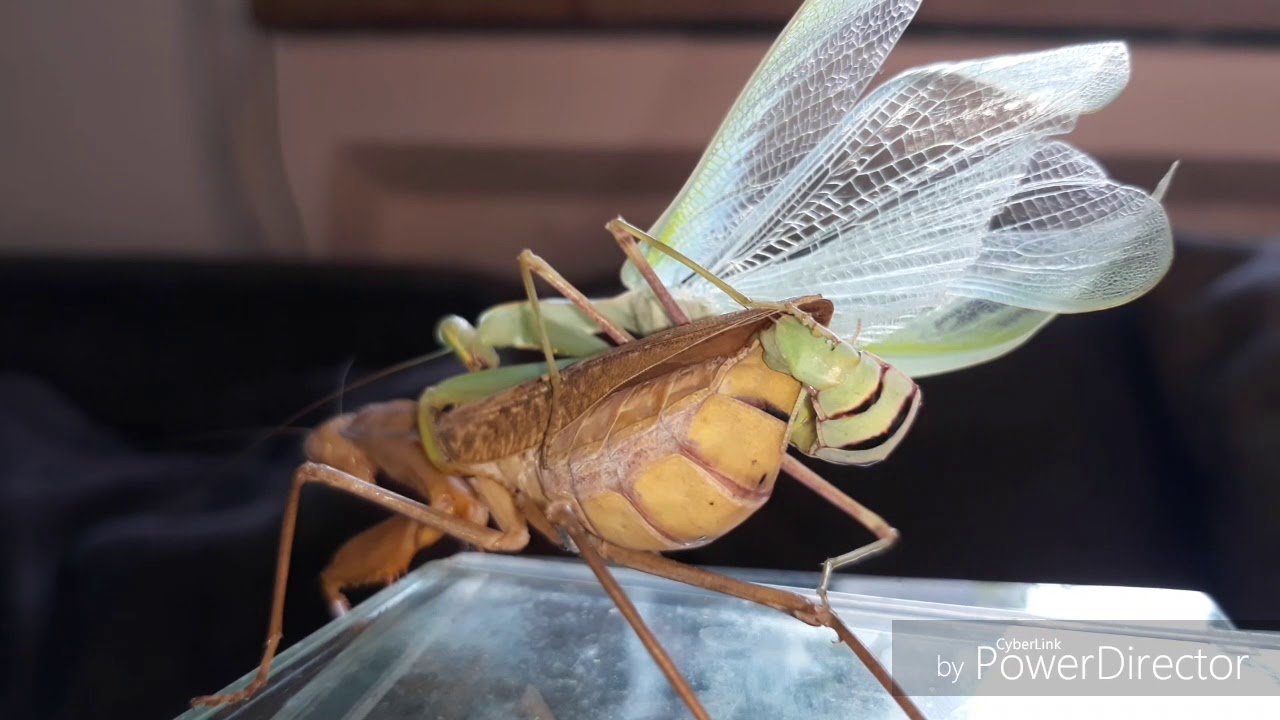 mantis love 💖 - YouTube