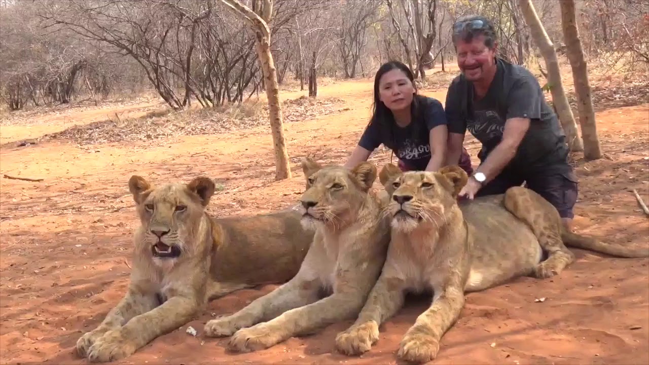 Lion Encounter - Walking with lions - YouTube