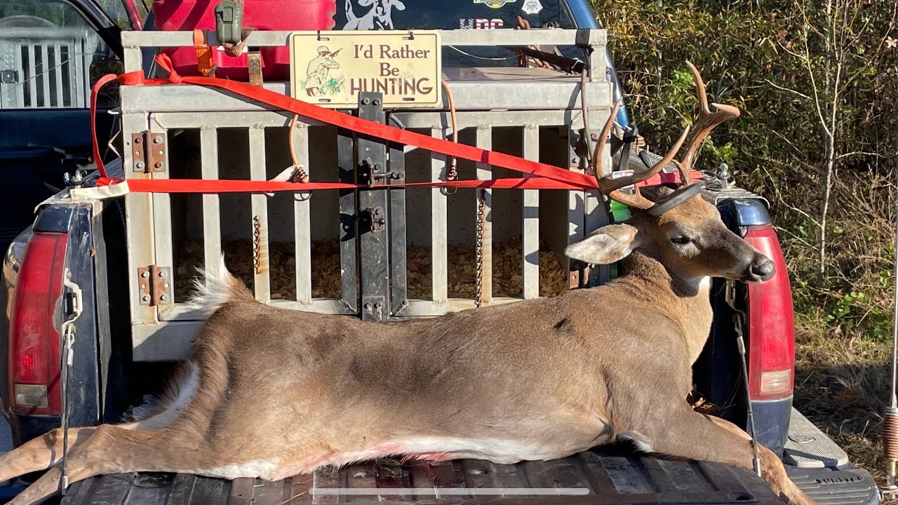 Buck Down - We boxed him in !! Deer hunting Beagles - YouTube