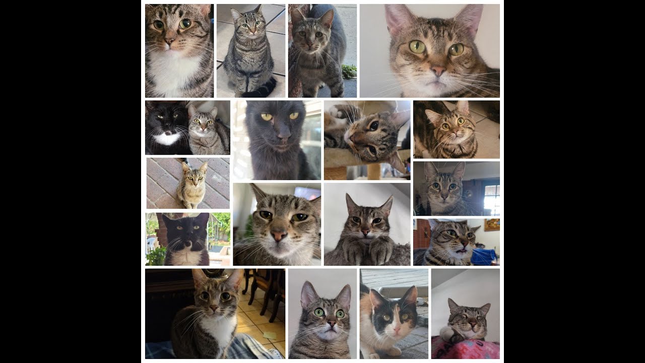 What's it like having 25 cats? - YouTube