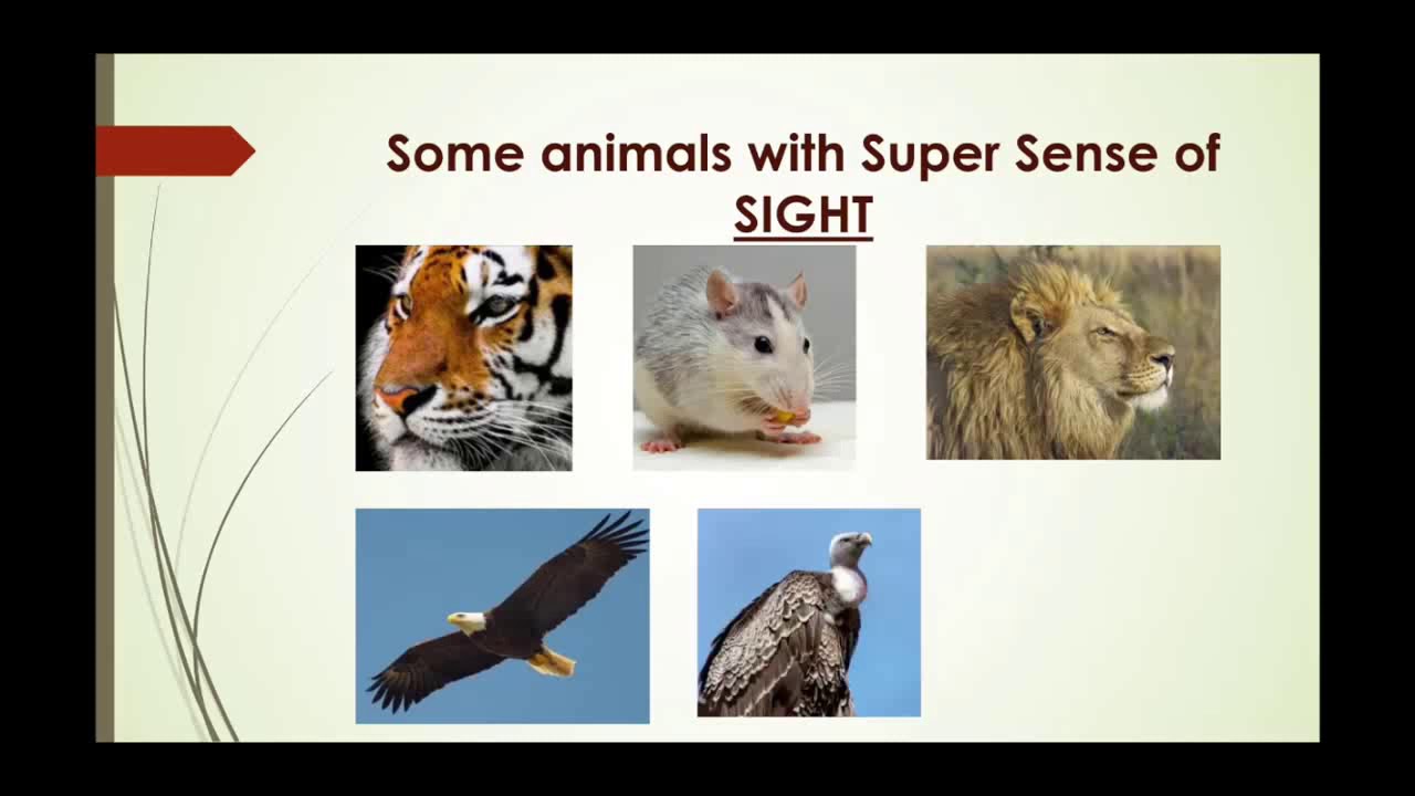 SUPER SENSES CLASS 5 EVS LOCKDOWN CLASSES Lecture 2 YouTube super-senses-class-5-evs-lockdown-classes-lecture-2-youtube