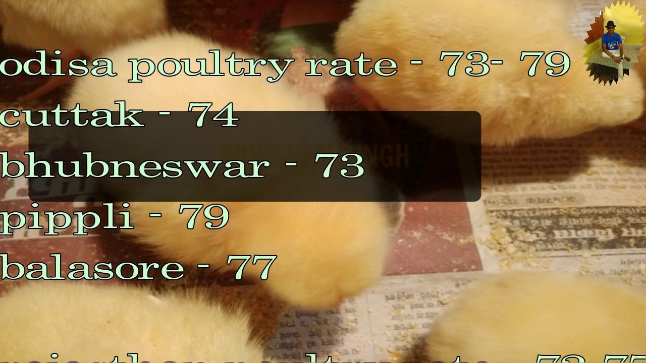 CHECK YOUR AREA RATE | POULTRY RATE ! LATEST UPDATE TODAY | - YouTube